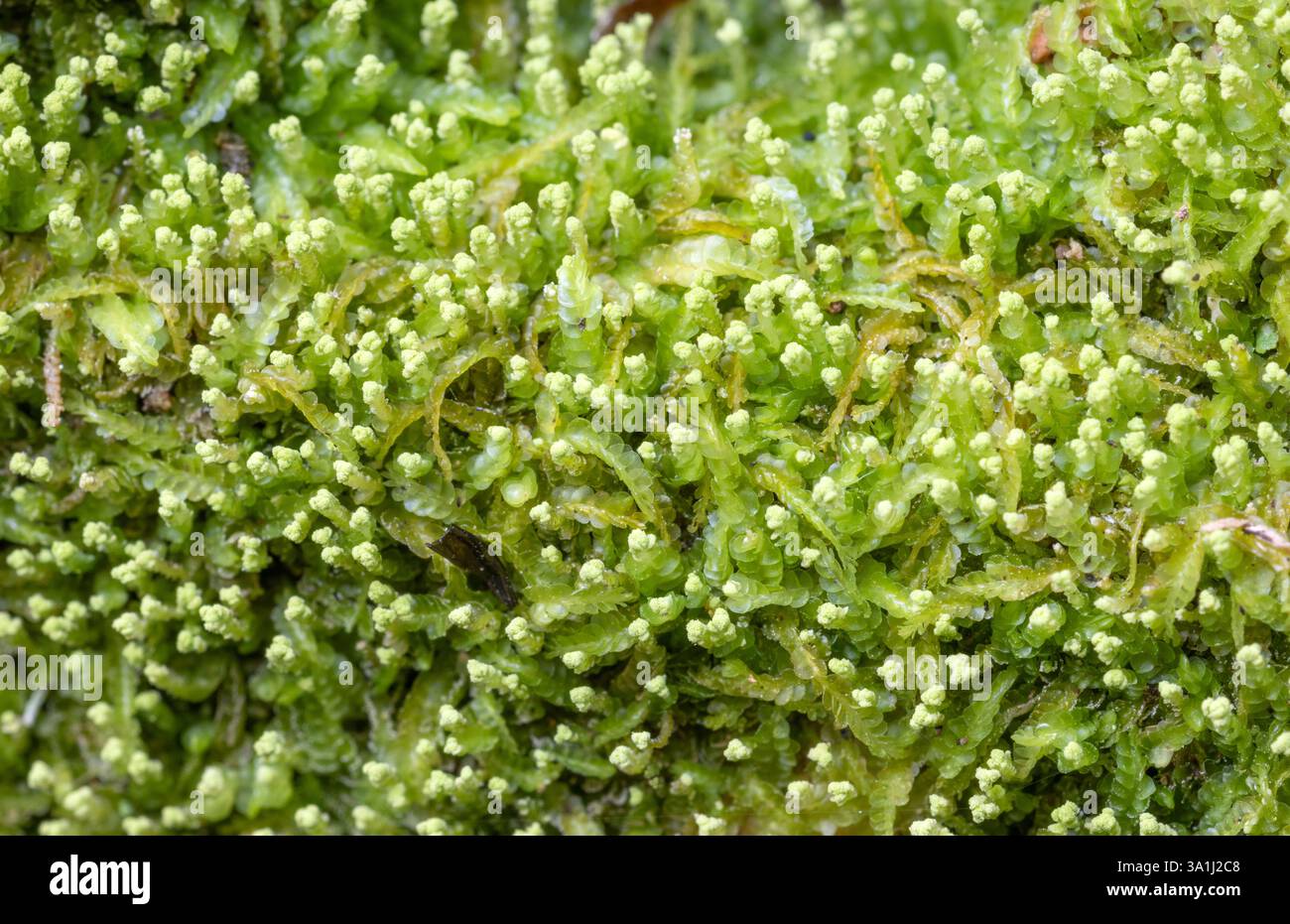 Itupyorosammal hi-res stock photography and images - Alamy