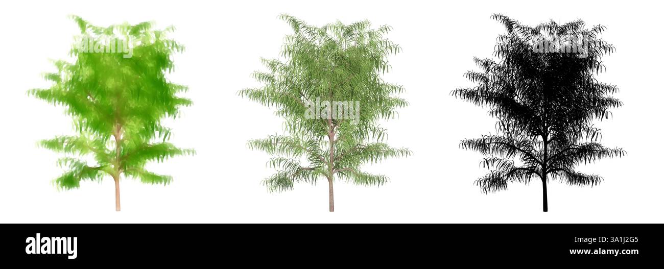 Set or collection of Australian Willow trees, painted, natural and as a ...