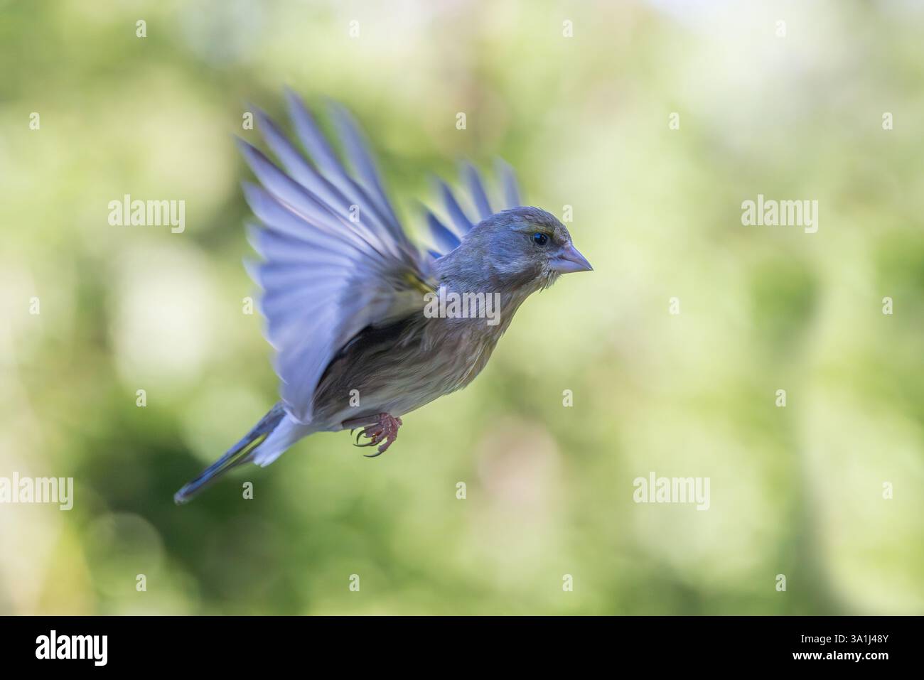 European Greenfinch [ Chloris chloris ] juvenile bird in flight Stock ...