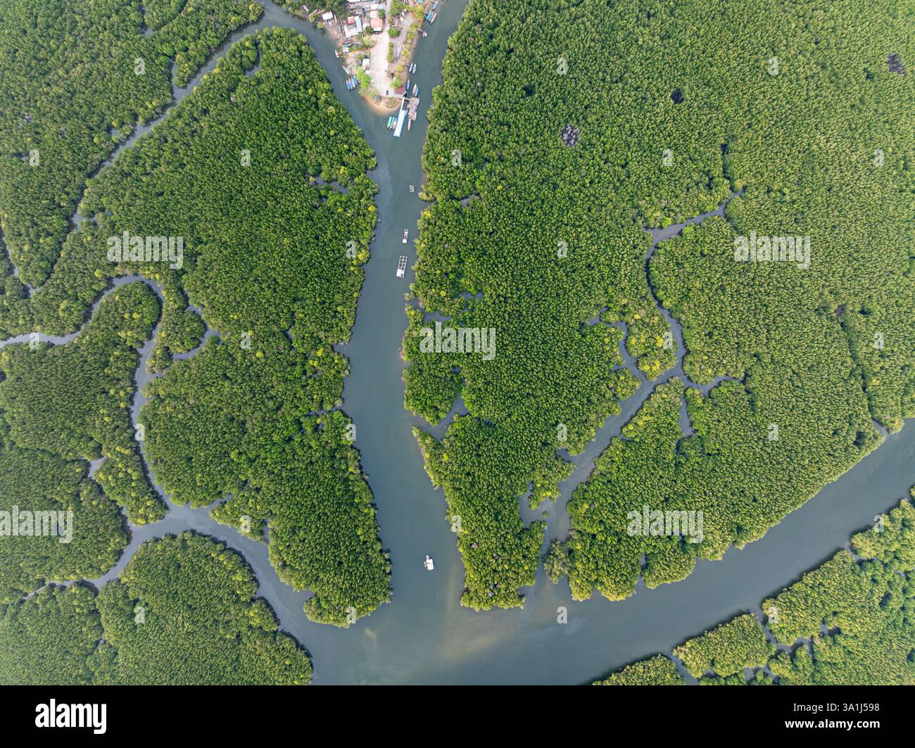 Amazing abundant mangrove forest,Aerial view of forest trees Rainforest ...