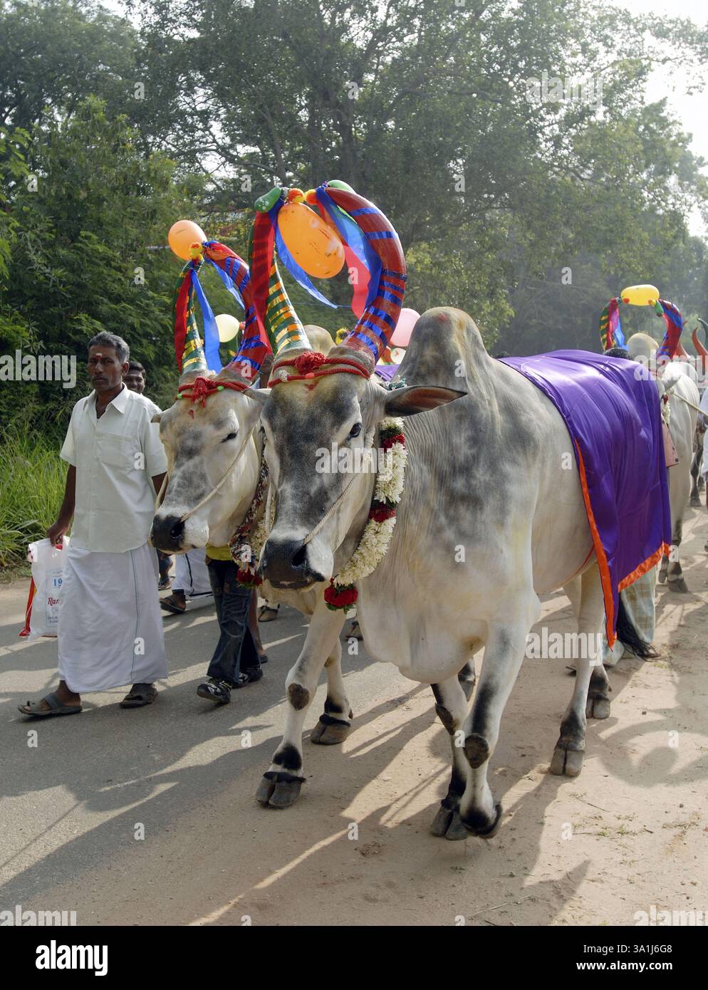 Decorated Cows and bullocks, farmers celebrating Pongal festival ...