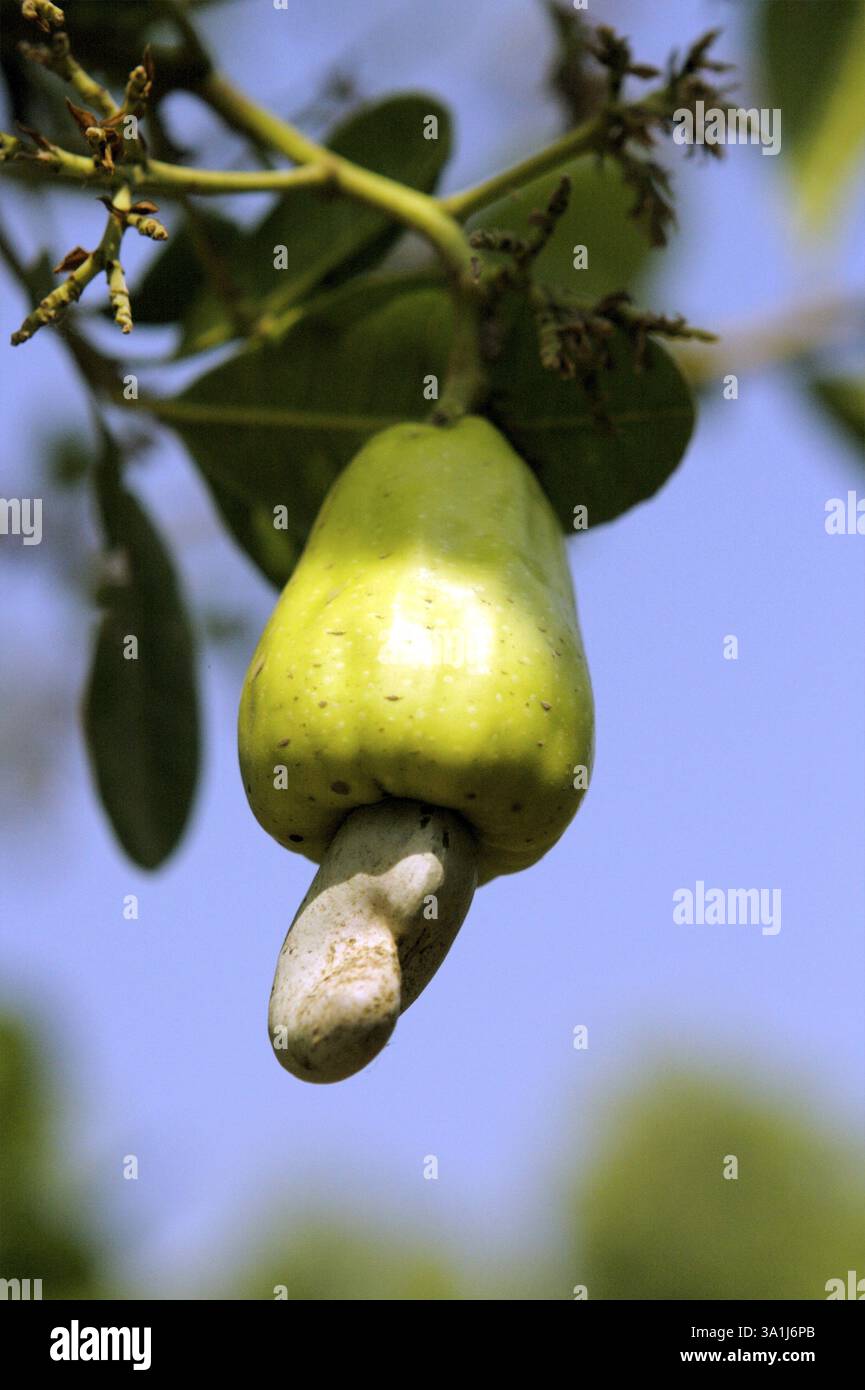 Cashew nut, Maharashtra, India, Asia Stock Photo - Alamy