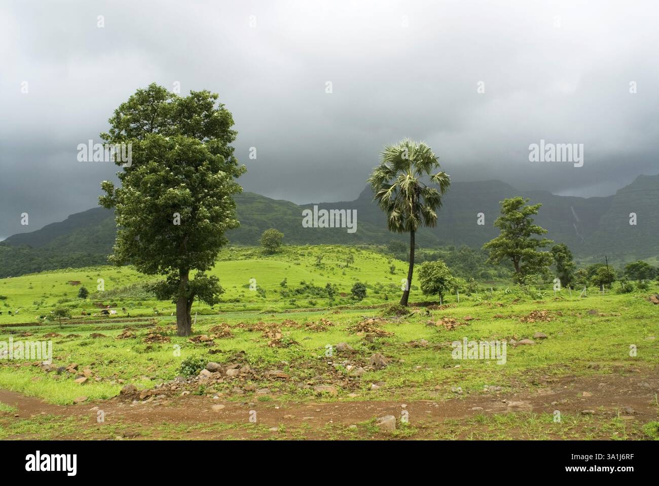 Lonely palm tree with other trees in mountain on time of monsoon ...