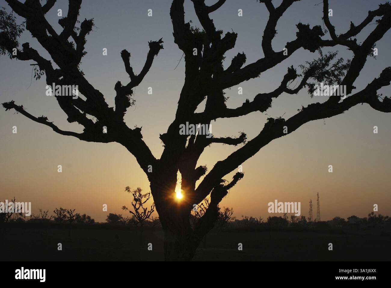 Sun rising behind trees, Ladnun, Rajasthan, India, Asia Stock Photo - Alamy