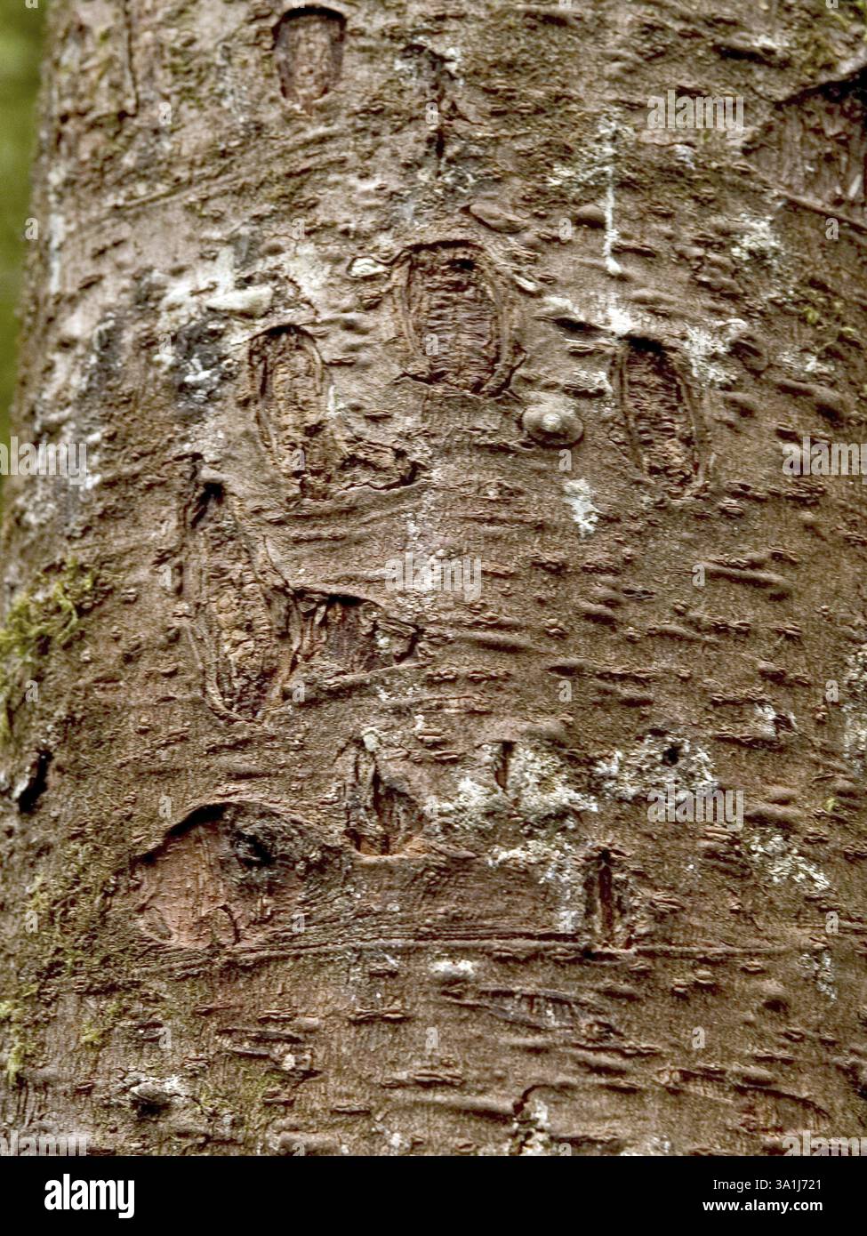 Pug marks of black bear in forest in ketchikan, alaska, U.S.A United ...