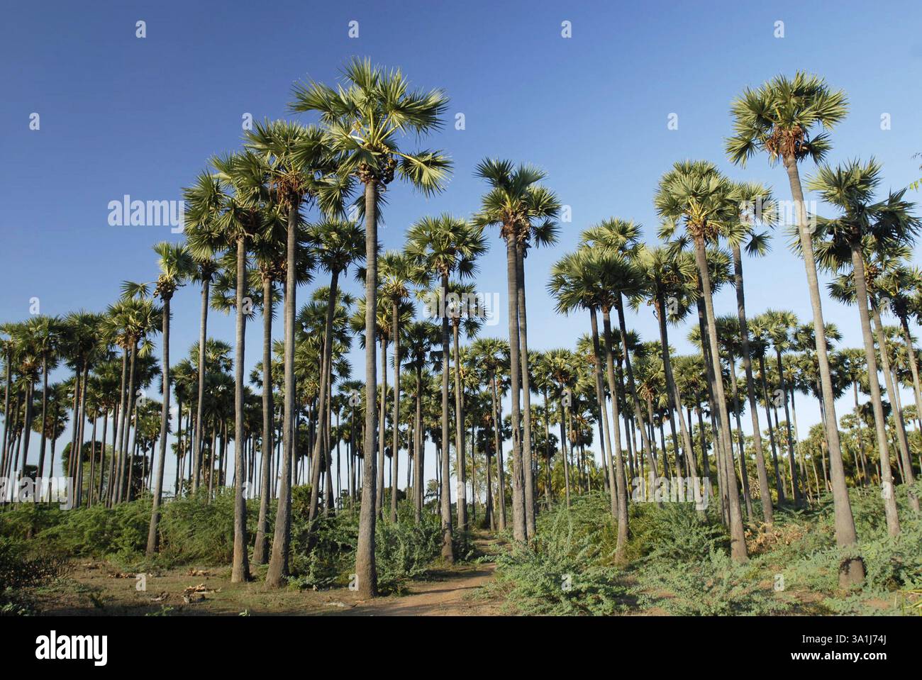 Palm groves near Tiruchendur, Tamil Nadu, India, Asia Stock Photo - Alamy