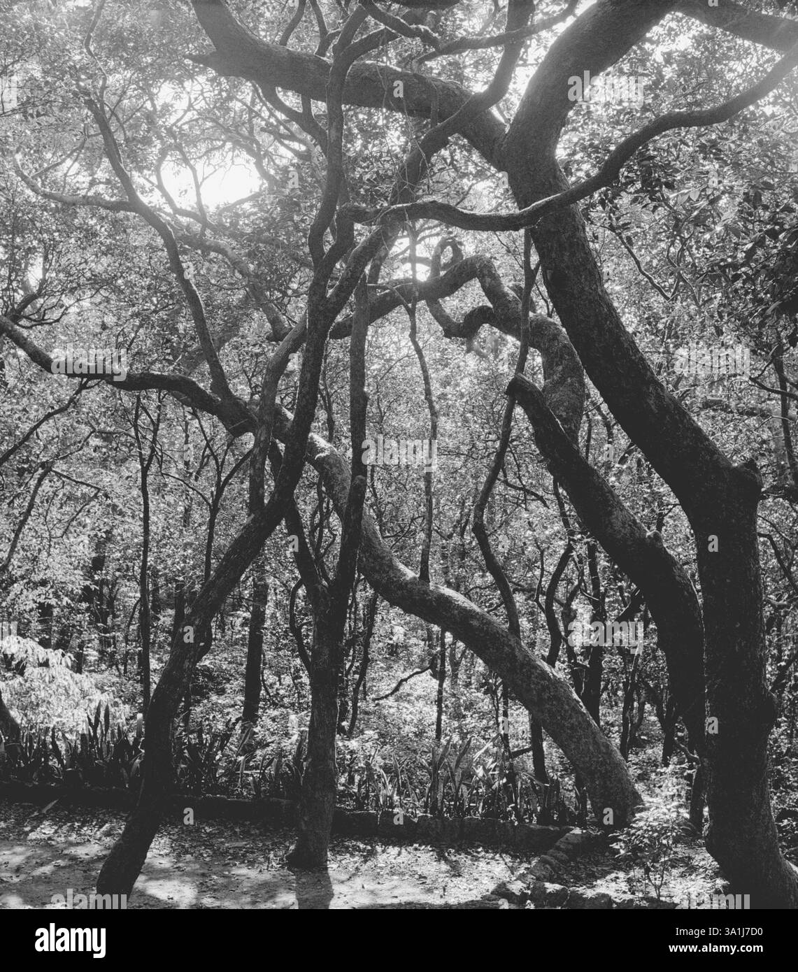 Form of trees Stock Photo - Alamy