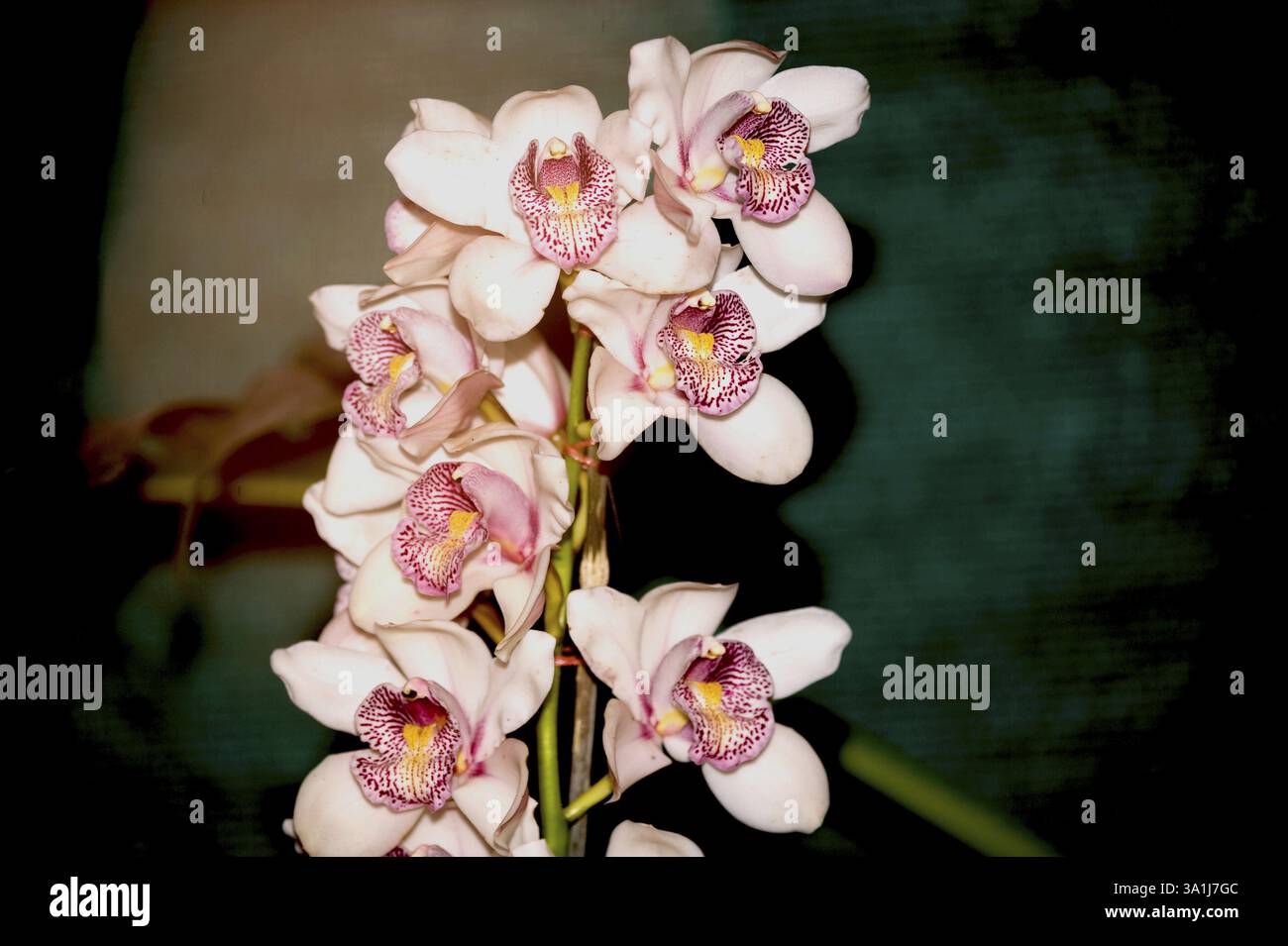 Flower Orchid, Eria bambusifolia, India, Asia Stock Photo - Alamy