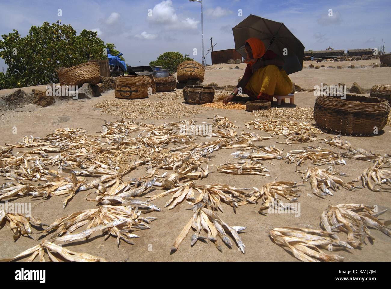 A fisherwoman dries fish at Worli village in Bombay NAw Mumbai ...