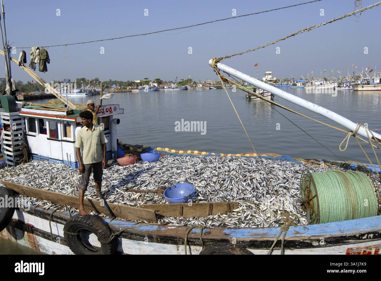 A fisherman in a country fishing boat full of fish at huge fishing yard ...