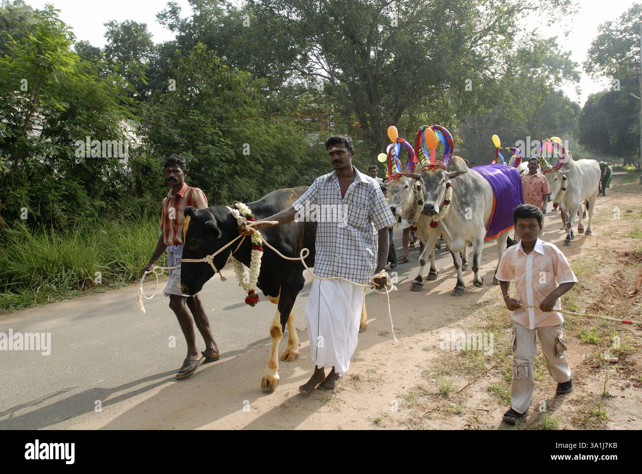 Decorated Cows and bullocks, farmers celebrating Pongal festival ...