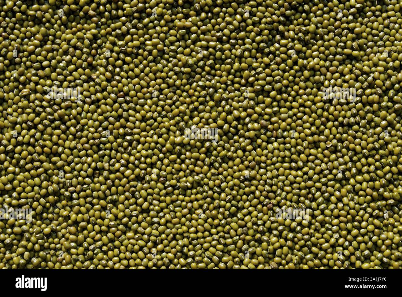 A kind of pulse green mug crop, Maharashtra, India, Asia Stock Photo ...