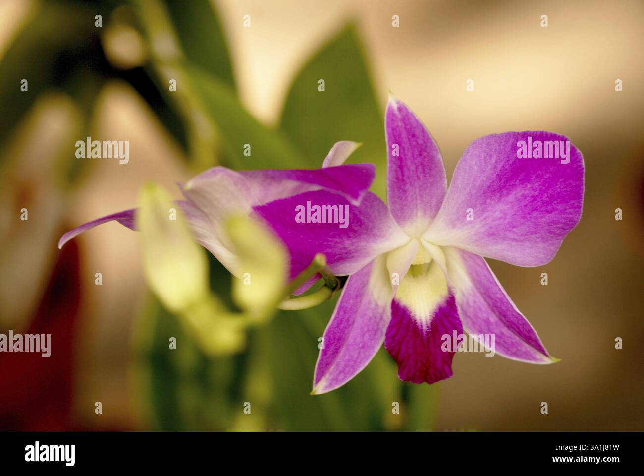 Variety, Dendrobium NAbile, Common Name NAble Dendrobium Stock Photo ...