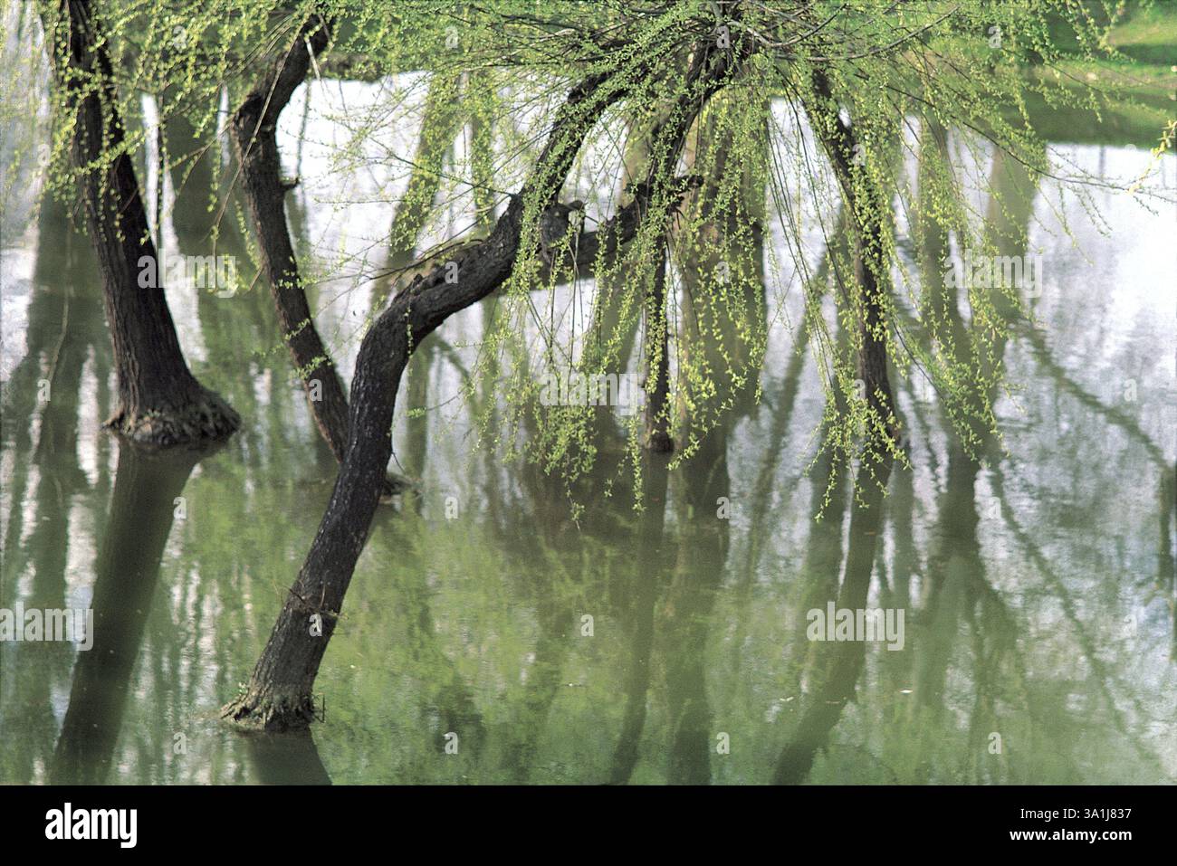 Willows in early spring with tender leaves about to sprout, Jammu ...