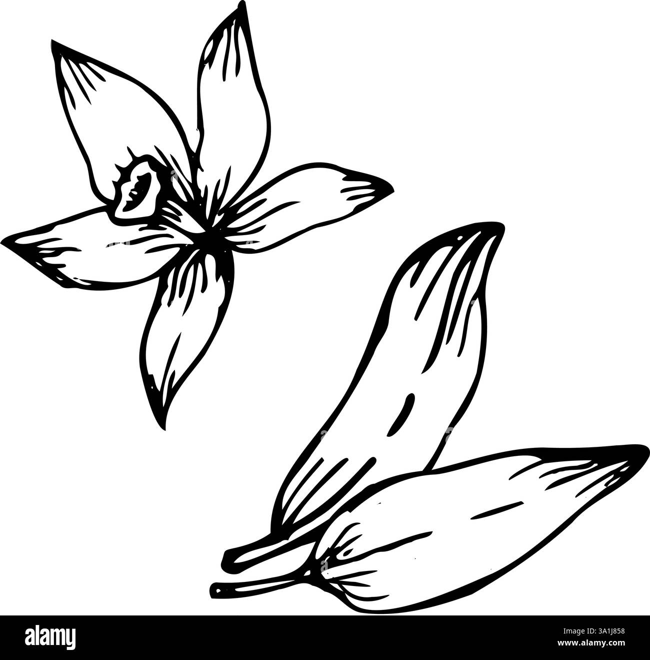Vanilla Flower with leaves sketch isolated objects. Vector hand drawn ...