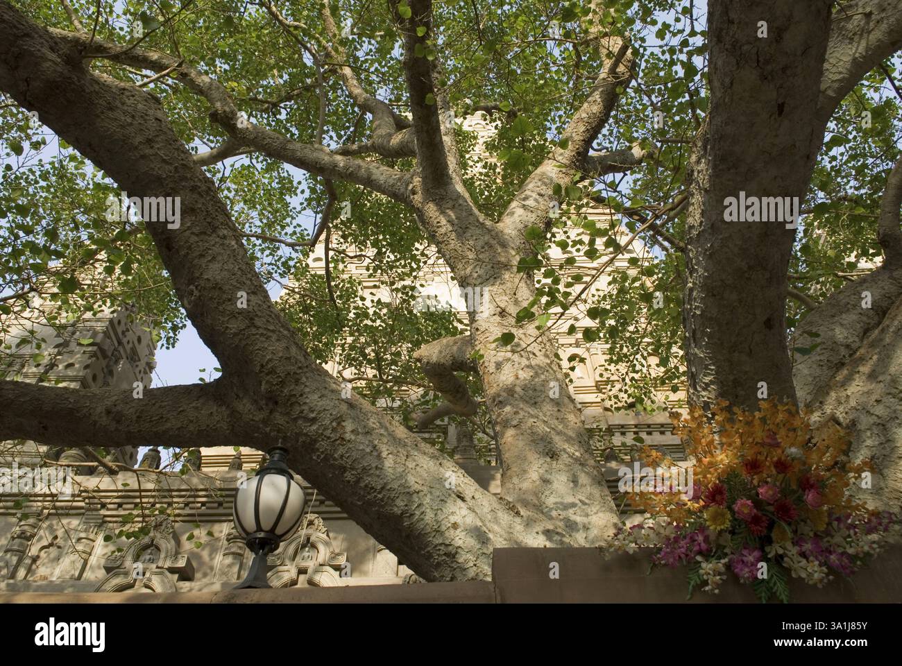 Bodhi tree near Mahabodhi temple, Bodhgaya, Bihar, India, Asia Stock ...