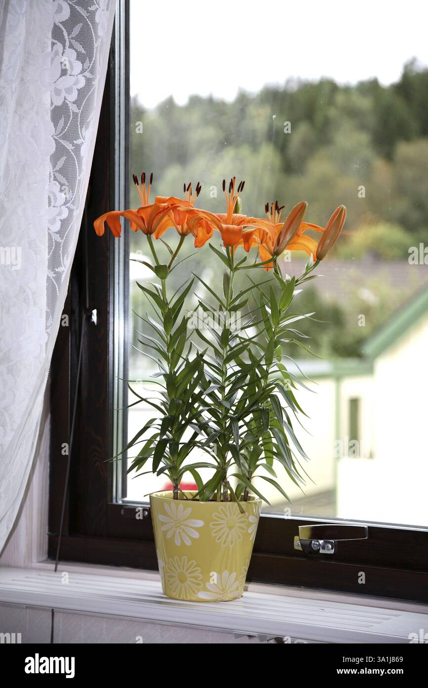 Orange Pixie lily Lilium in pot kept on window Stock Photo - Alamy