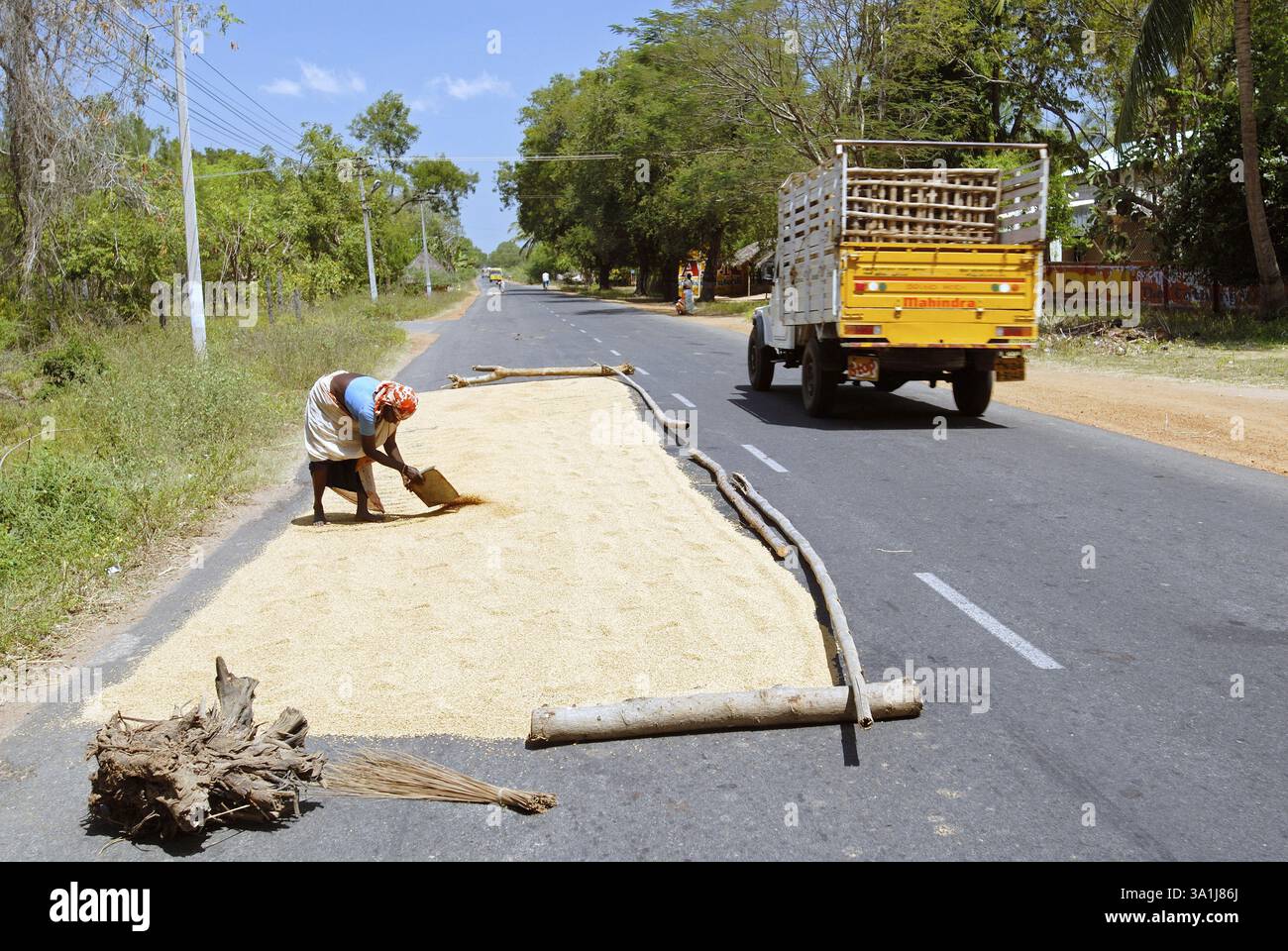 Rice paddy drying on road near Vadalur, Tamil Nadu, India, Asia Stock ...