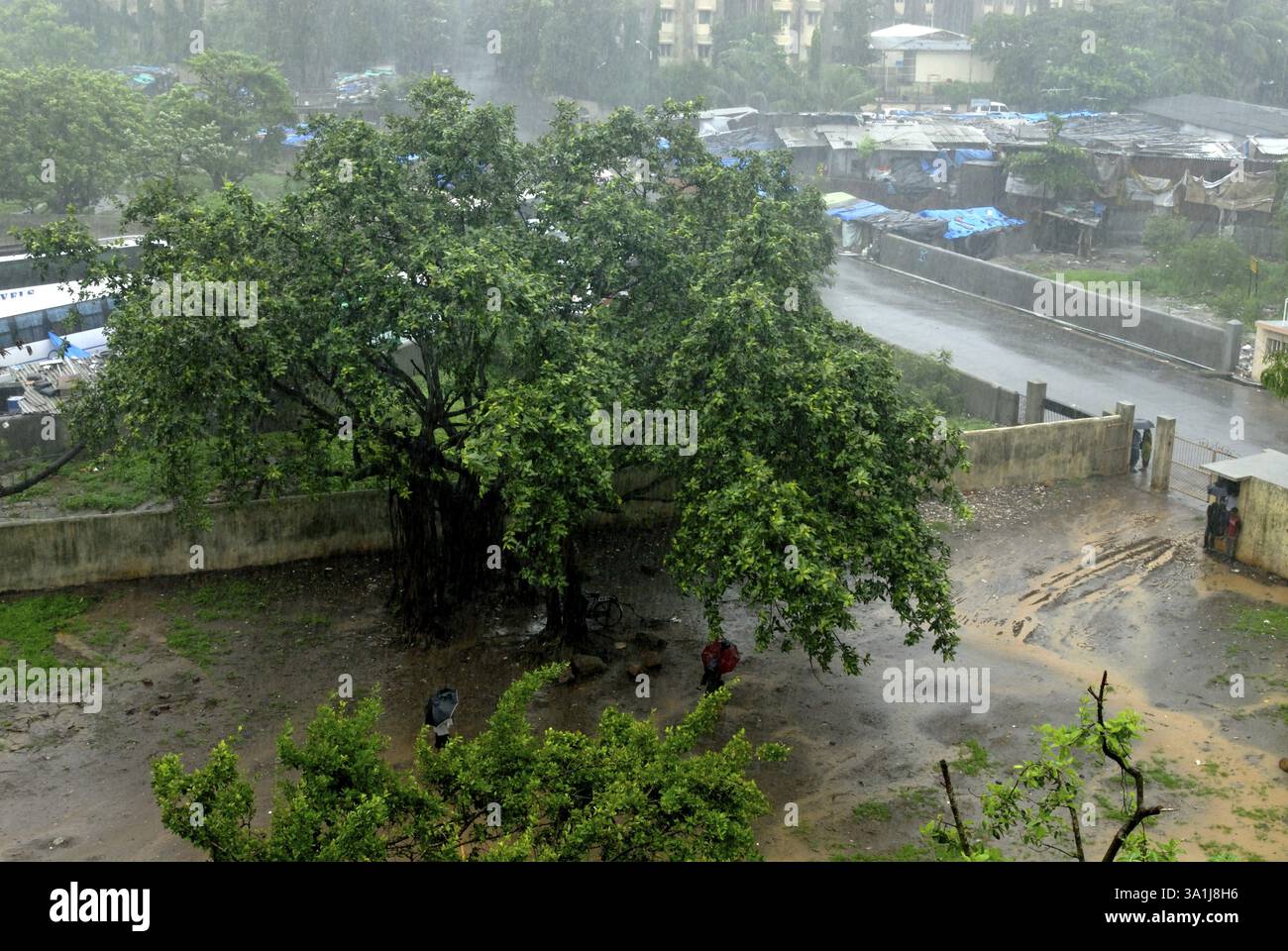 Huge Tree, Slum and Road in very heavy rain at Dahisar West, Bombay ...