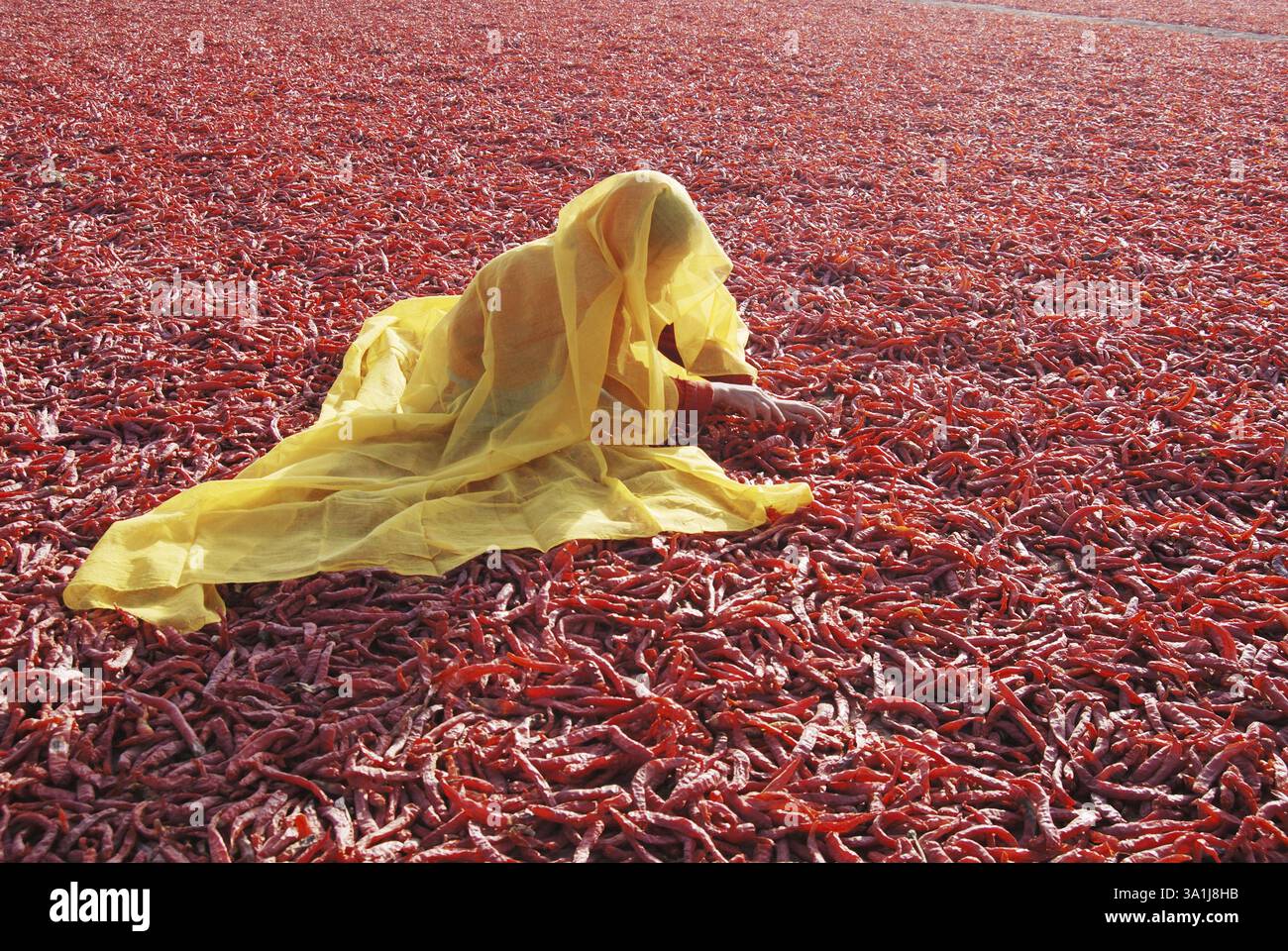 Girl doing chilli drying process, Mathania, Jodhpur, Rajasthan, India ...