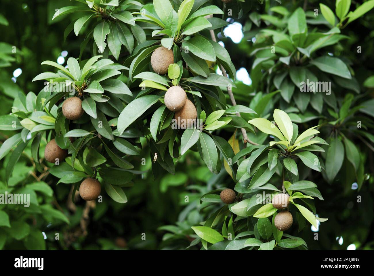 Fruits, Chickoo Chickoos (Manilkara zapota) hanging on tree branch ...