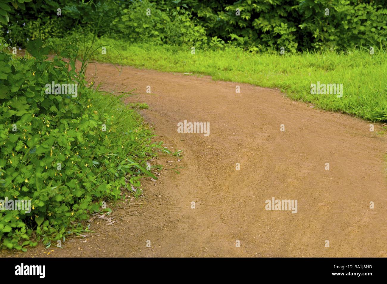 Footway, mud path with greenery, Sanjay Gandhi National Park, Borivali ...