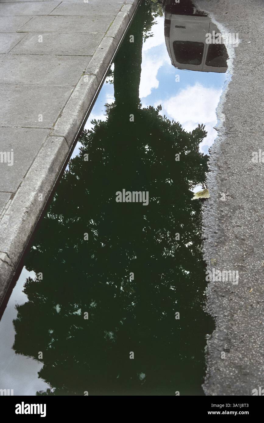 Inverted tree in roadside pool of water, London, Britain, UK United ...