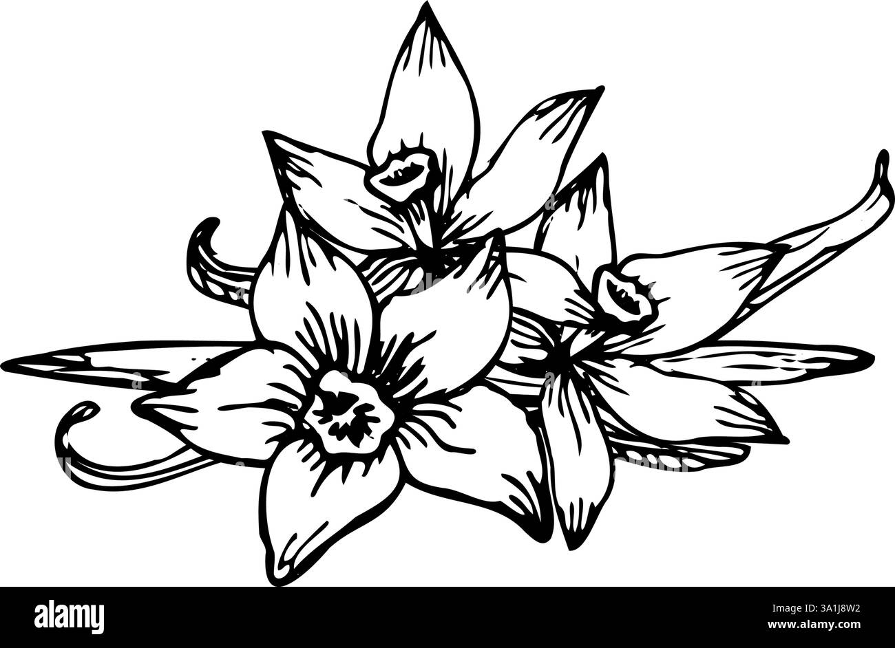 A beautiful collection of vanilla flowers and pods, illustrated in a ...