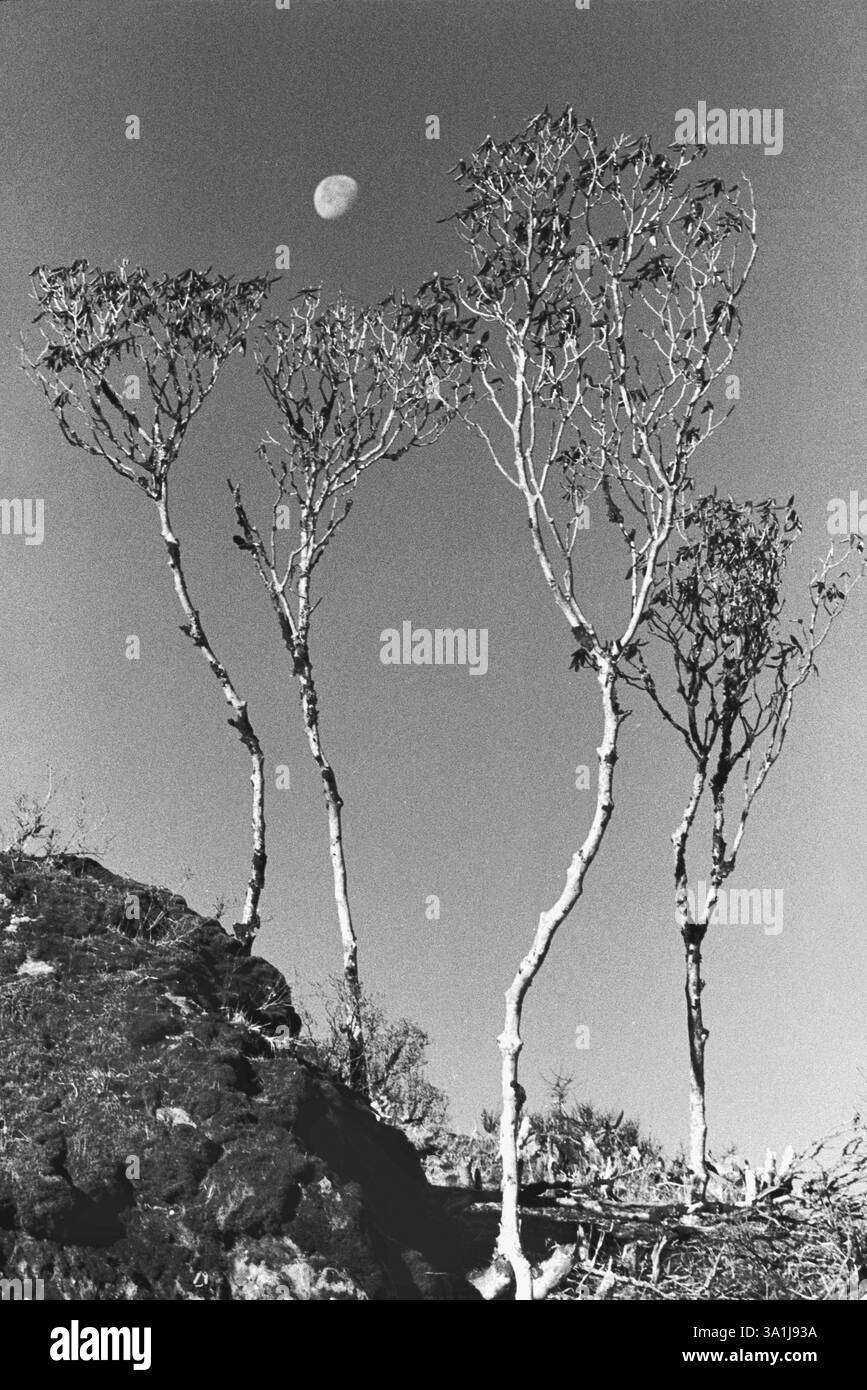 Full form Black and White Stock Photos & Images - Alamy