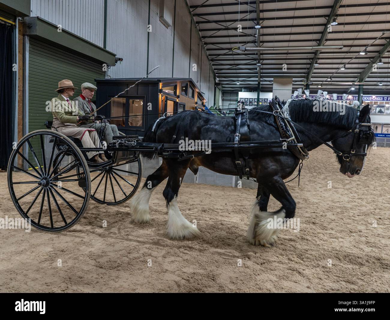 Stafford, Staffordshire, UK. 8th Mar 2025. The National Shire Horse ...