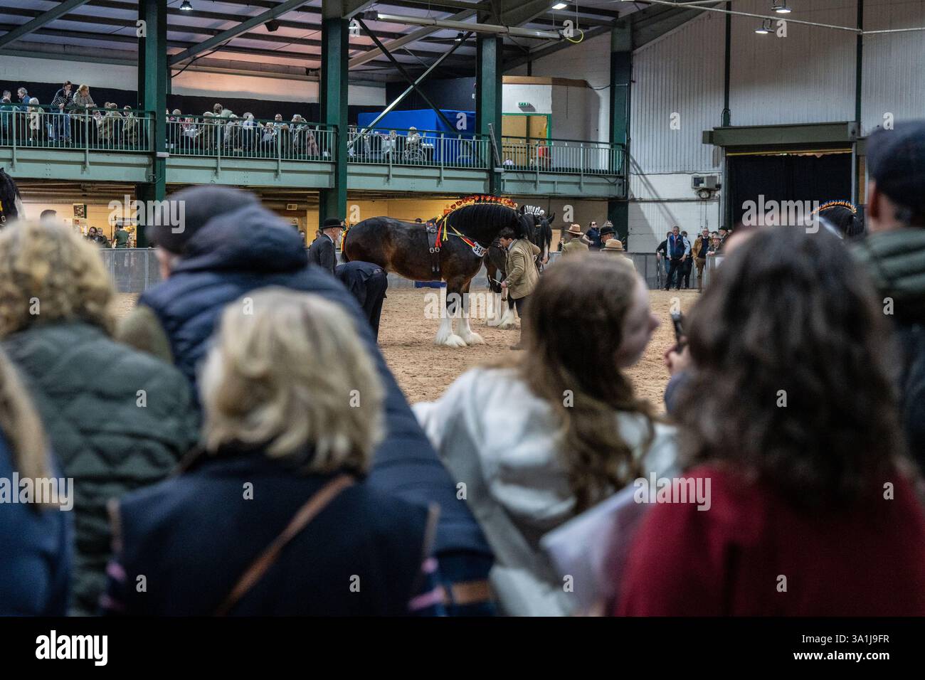 Stafford, Staffordshire, UK. 8th Mar 2025. The National Shire Horse ...