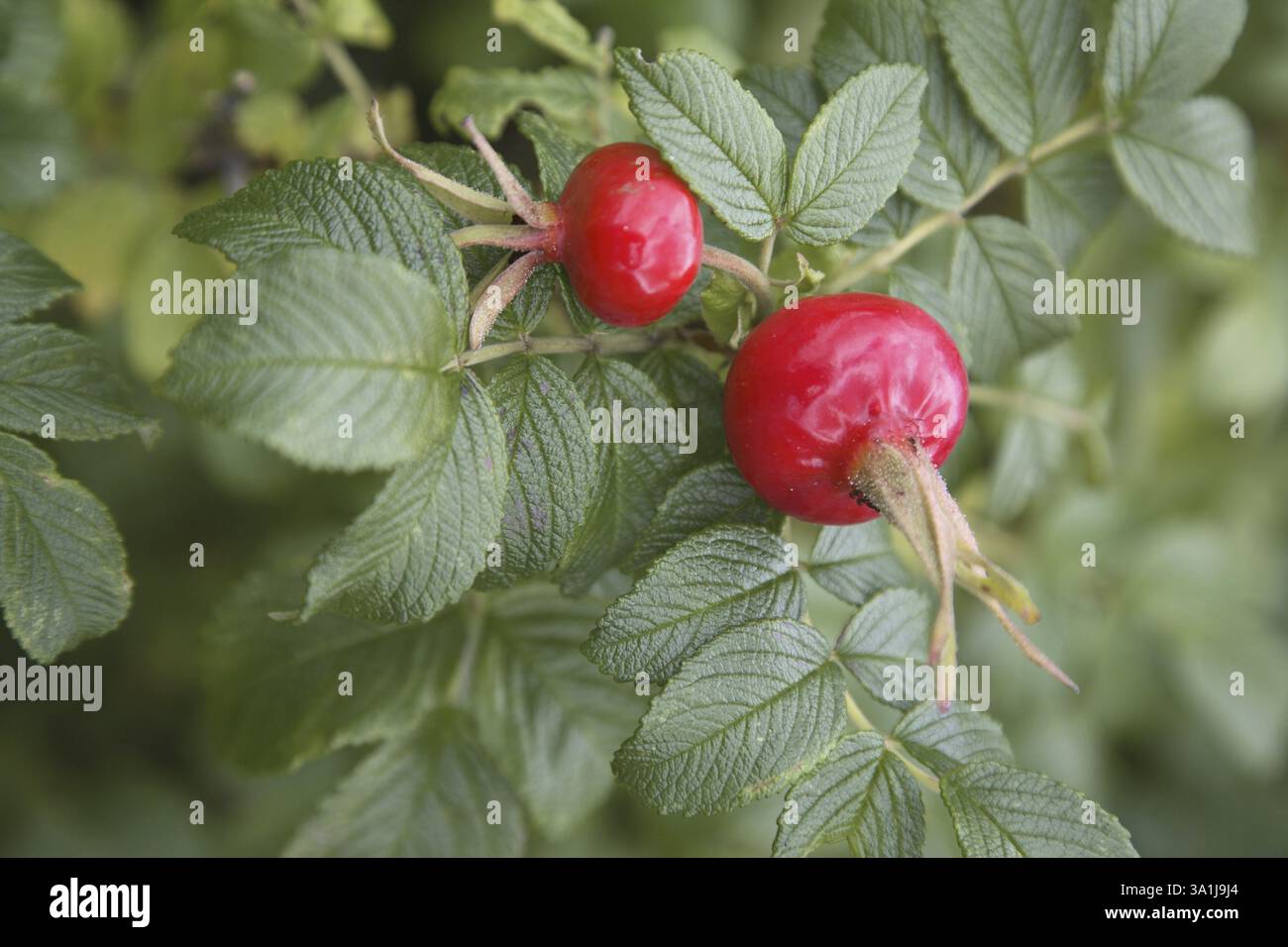 Fruit of rose bush rose hips wide rose red rose fruit with green leaves ...