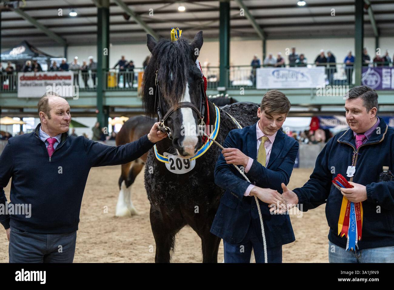 Stafford, Staffordshire, UK. 8th Mar 2025. The National Shire Horse ...