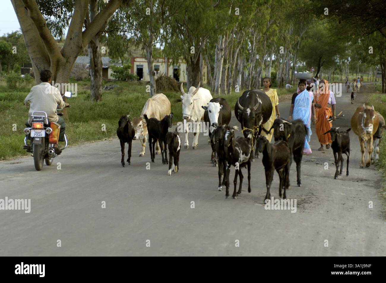 Villagers with cattle at Ralegan Siddhi near Pune, Maharashtra, India ...