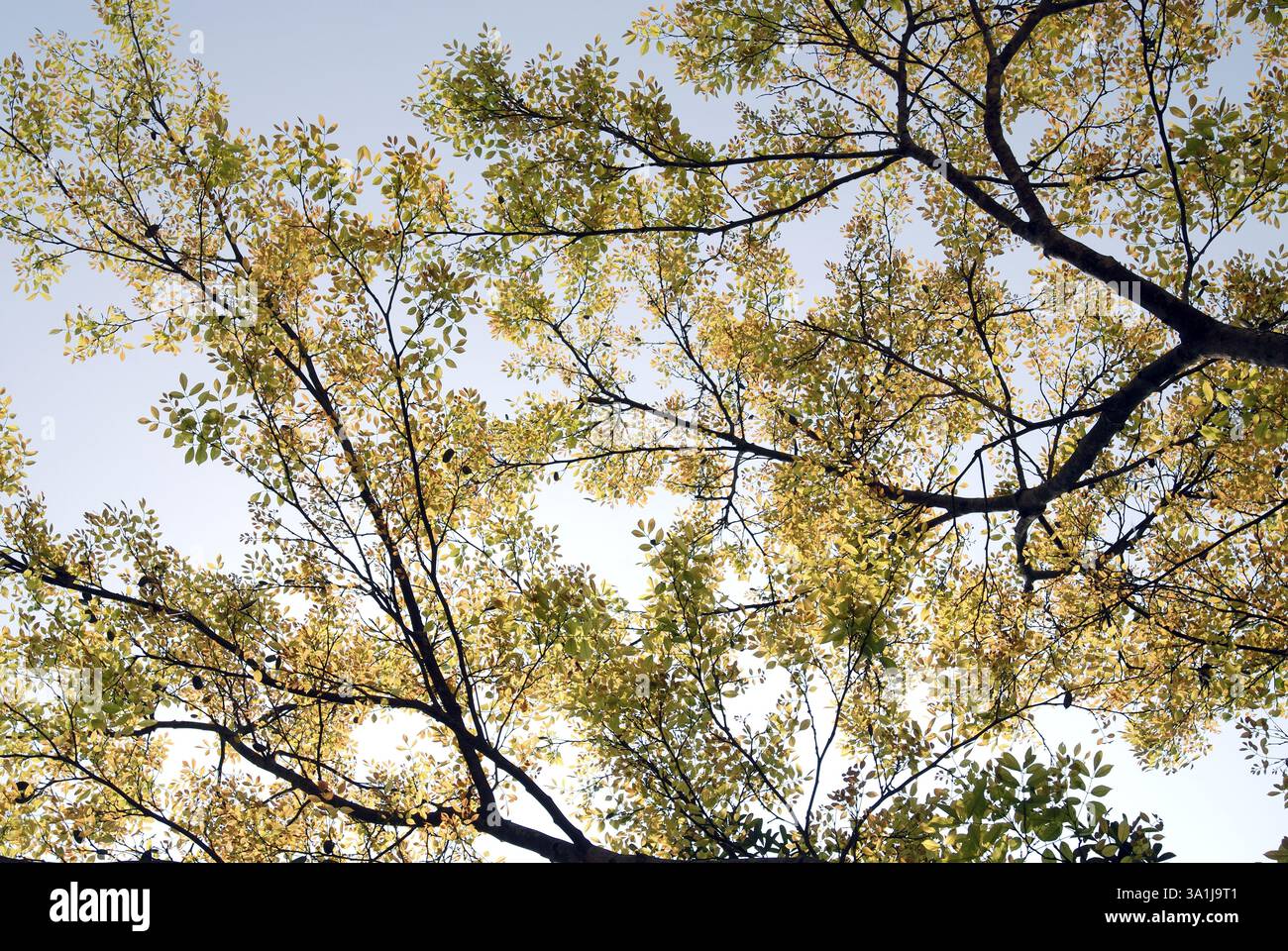 Tree, India, Asia Stock Photo - Alamy