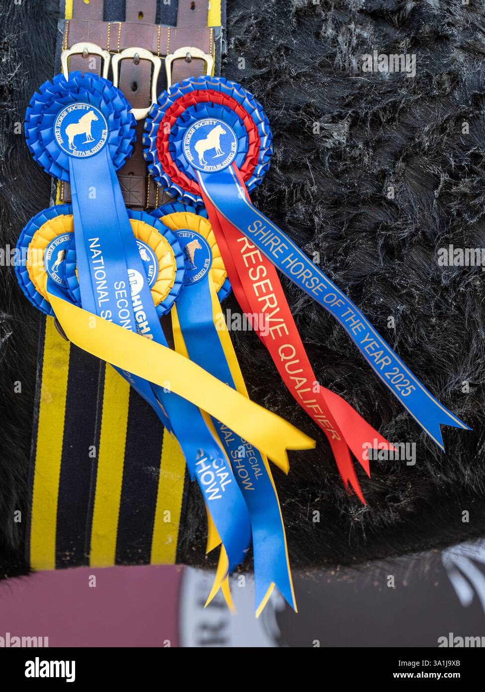 Stafford, Staffordshire, UK. 8th Mar 2025. The National Shire Horse ...