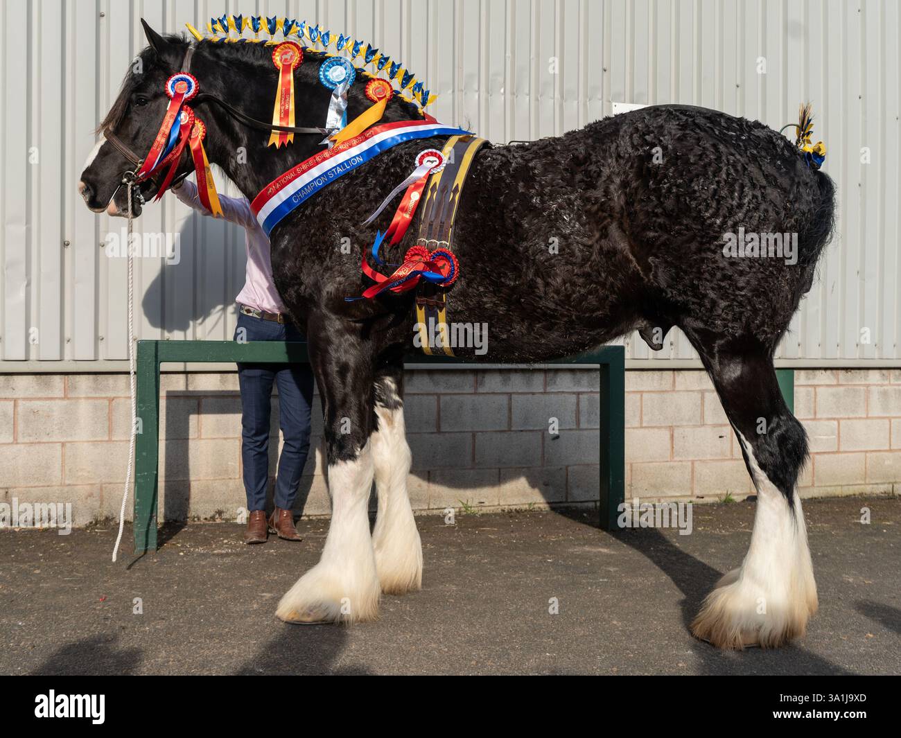 Stafford, Staffordshire, UK. 8th Mar 2025. The National Shire Horse ...