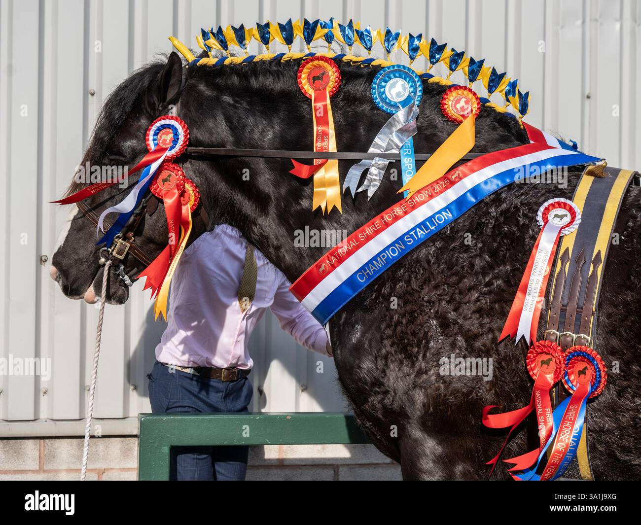 Stafford, Staffordshire, UK. 8th Mar 2025. The National Shire Horse ...