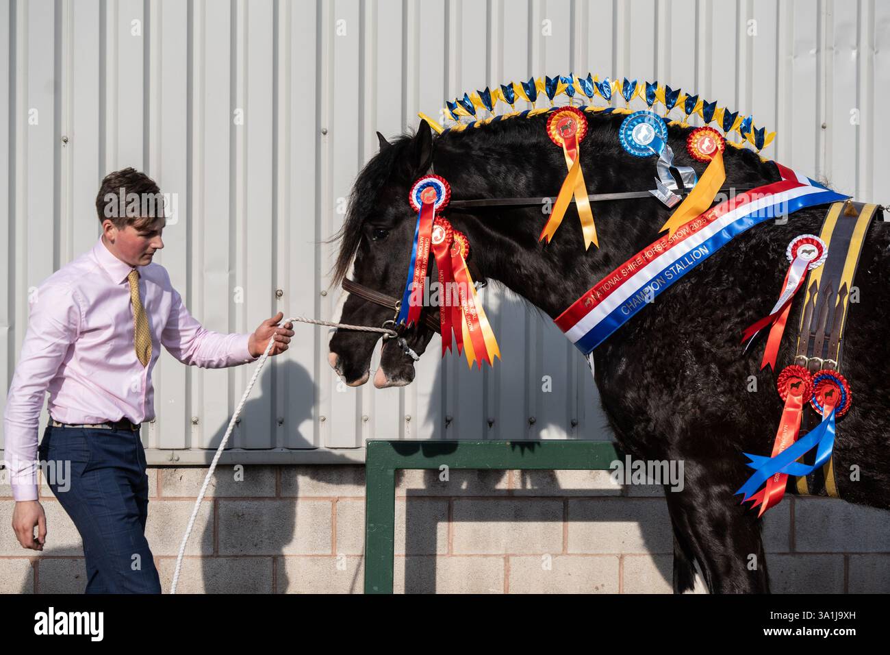 Stafford, Staffordshire, UK. 8th Mar 2025. The National Shire Horse ...