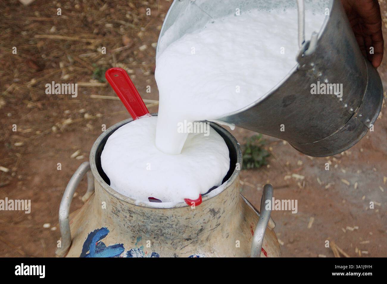 Industry, man pouring and filtering milk in can from bucket Stock Photo ...