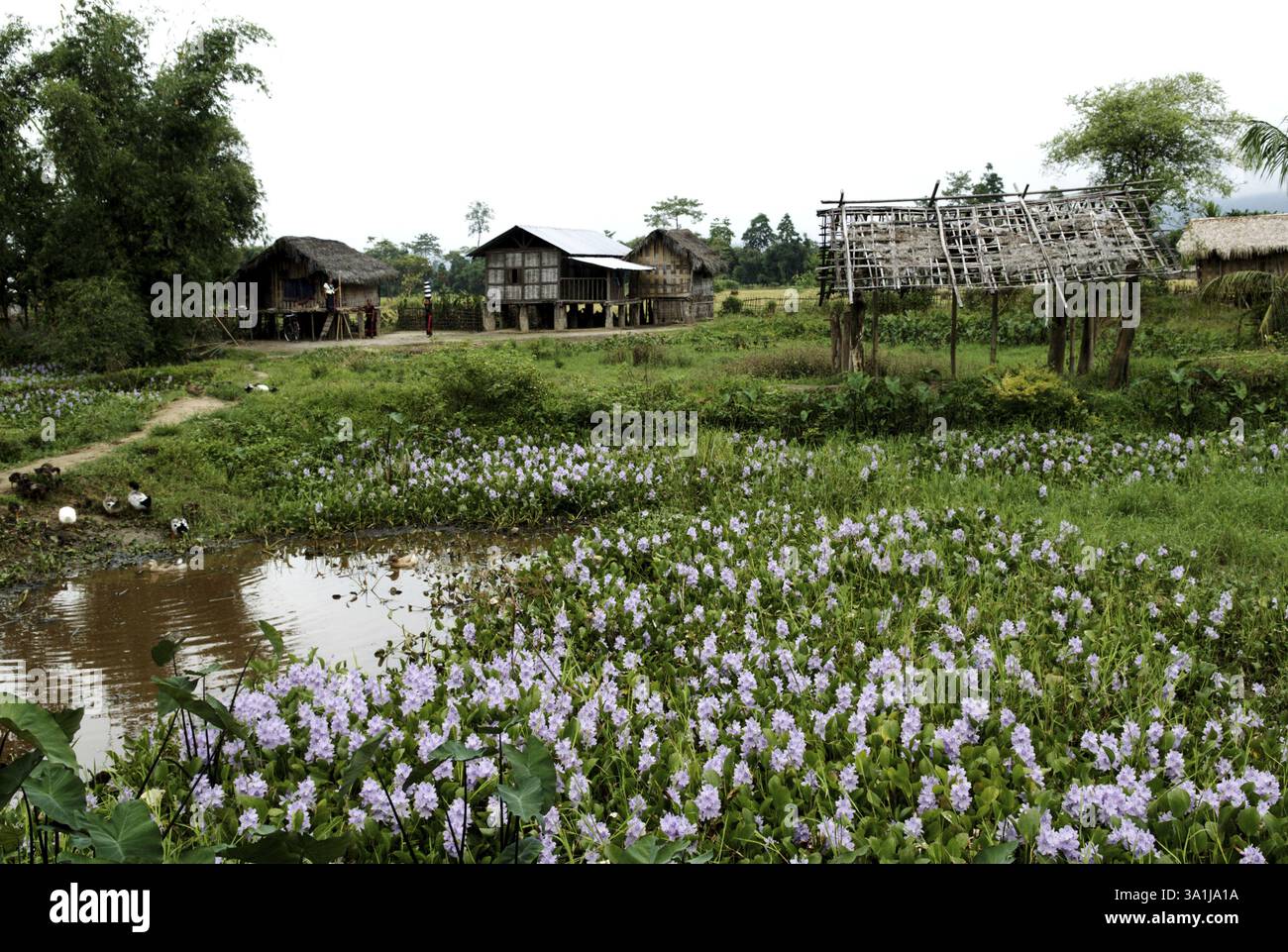 Village scene, Chakma tribe, Arunachal Pradesh, India, Asia Stock Photo ...