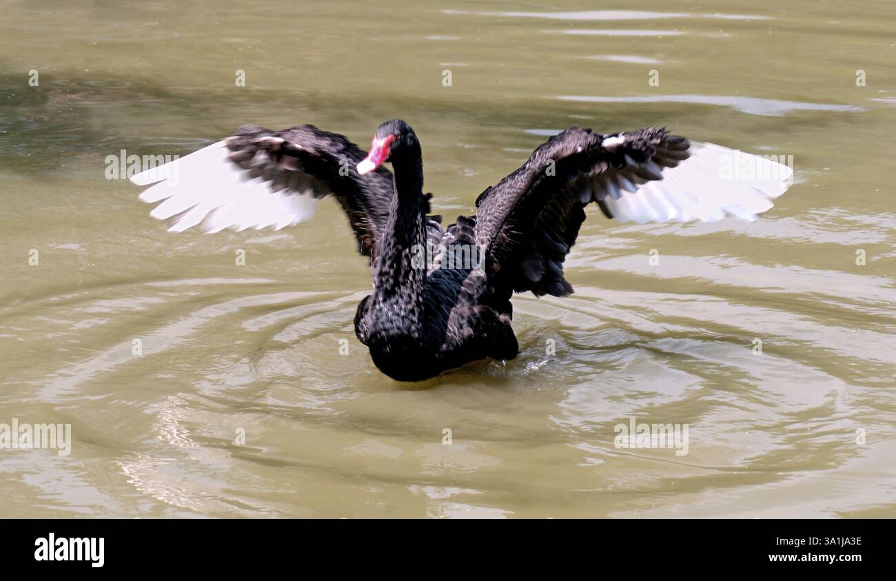 Birds, Black Swan bird flying wings in pond Safari world Bangkok ...