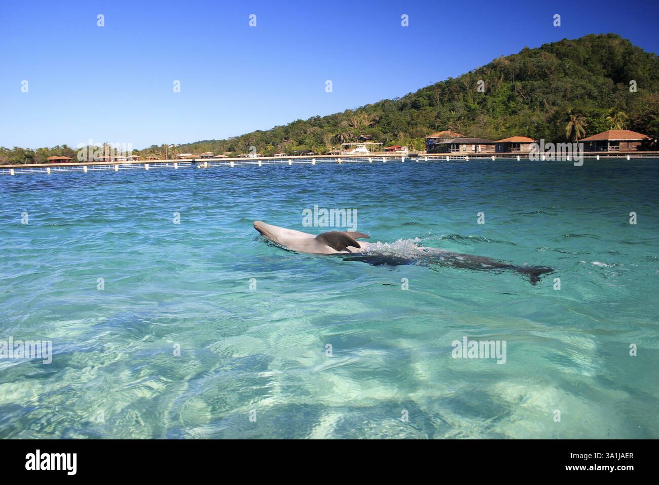 A bottleNAse dolphin, BiNAmial name Tursiops Truncatus, Scientific ...