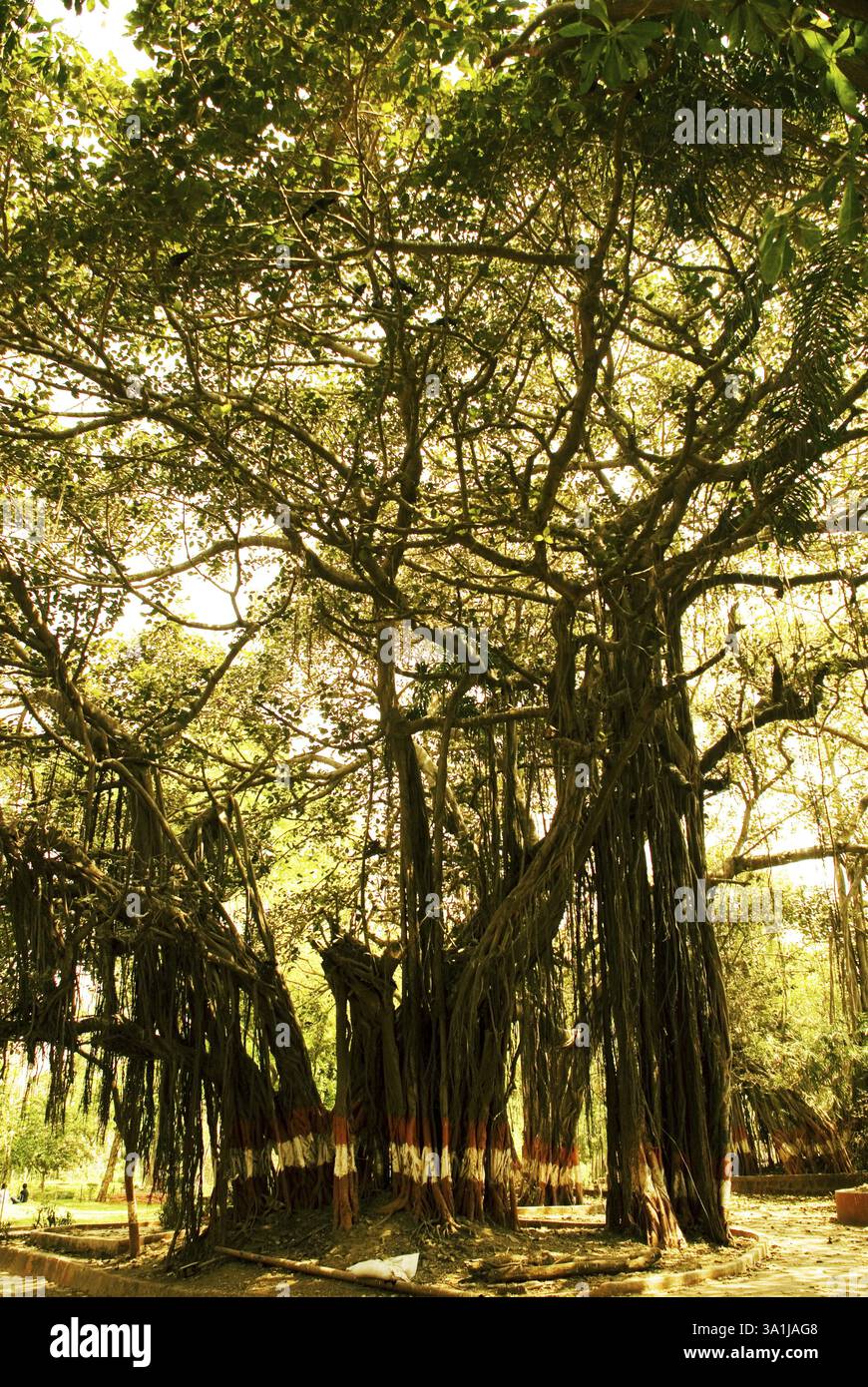 The Tree, India, Asia Stock Photo - Alamy