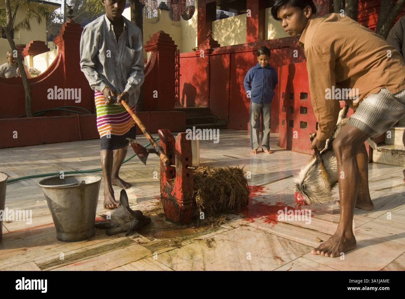 Religious sacrifice of goat at Rajrappa temple and Maa Chhinna Mastika ...