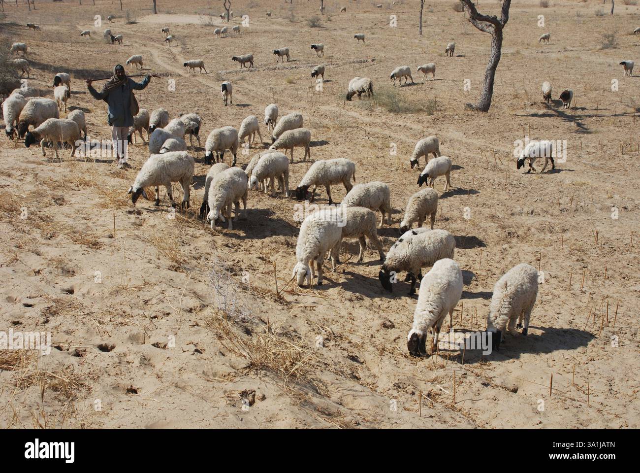 Shepherd looking at sheep engaged in grazing, Ladnun, Rajasthan, India ...