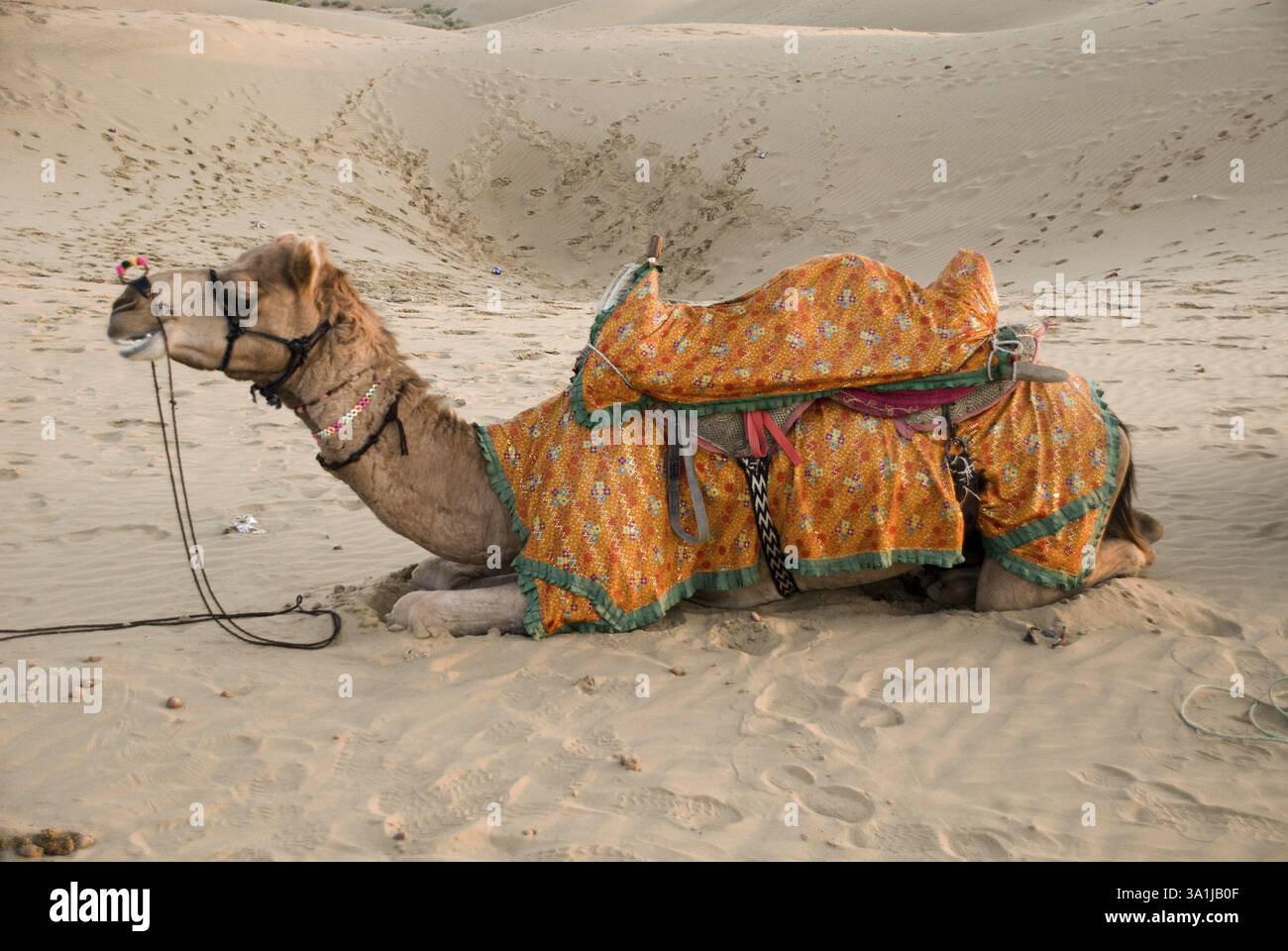 Camel resting at sam sand dunes at Jaisalmer, Rajasthan, India, Asia ...