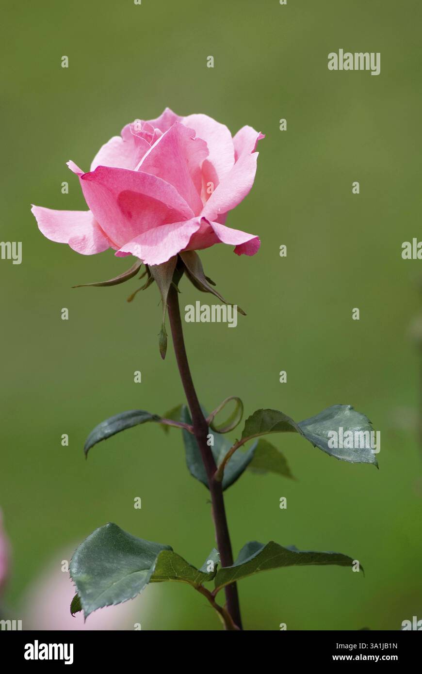 The Centenary Rose Garden Vijayanagaram Rose Garden, Udhagamandalam ...