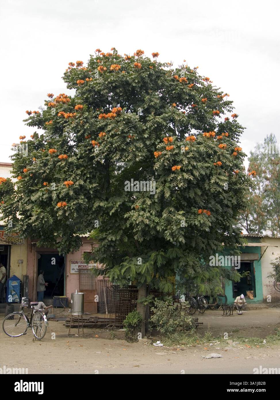 Common name African Tulip Tree, Latin name Spathodea campanulata, red ...