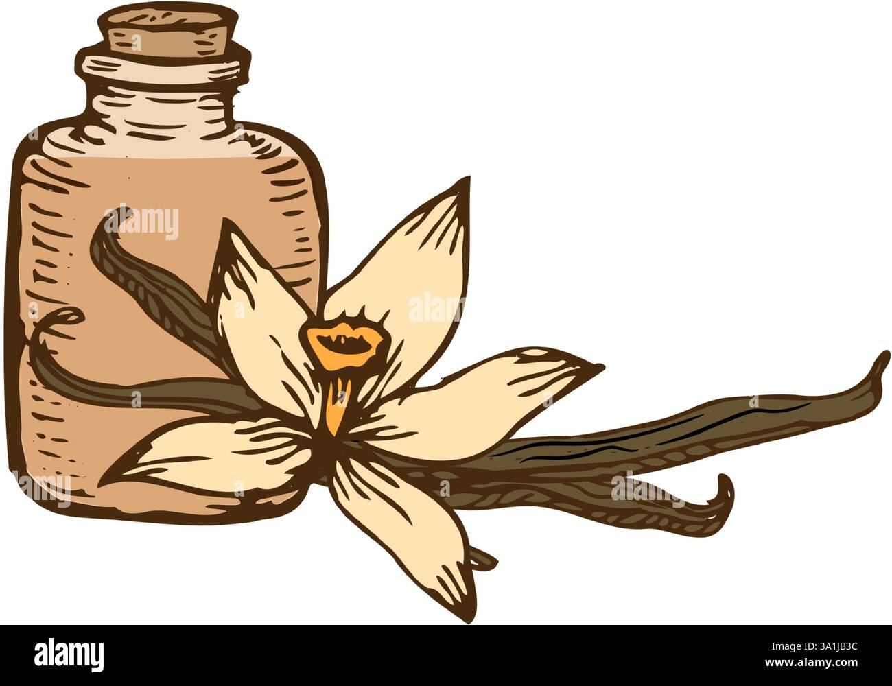 A hand-drawn illustration featuring vanilla orchid flowers and pods ...